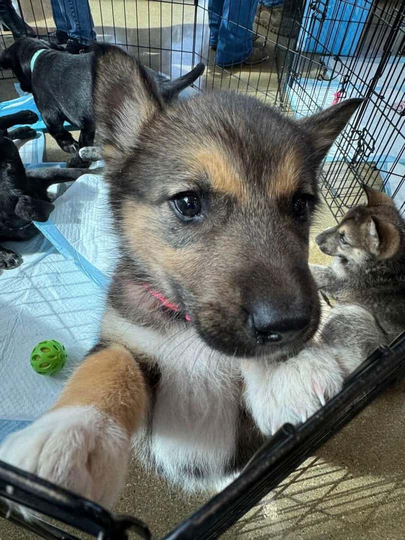 Helping 13 Pets Find Their Forever Homes at the 3rd Annual Pet Adoption ...