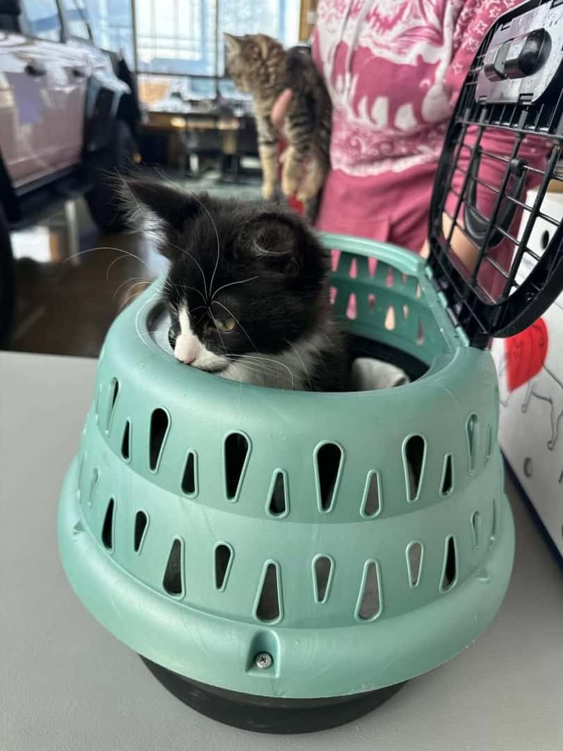 Helping 13 Pets Find Their Forever Homes at the 3rd Annual Pet Adoption ...