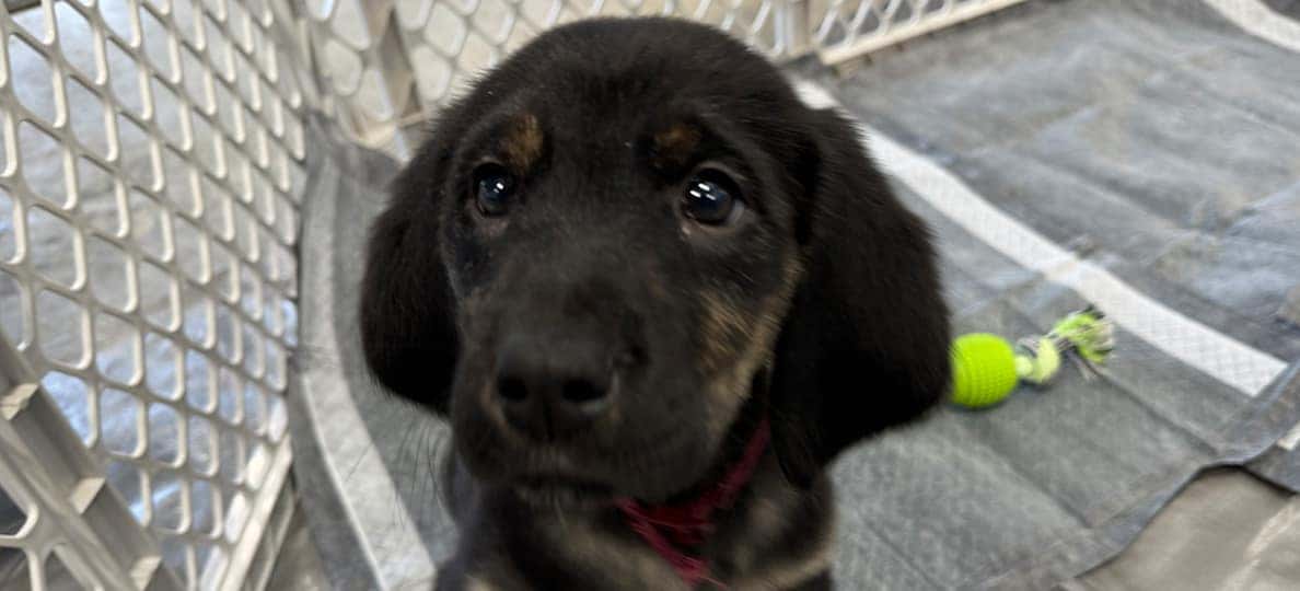 Kendall Auto Alaska | New & Used Car Dealerships in Alaska