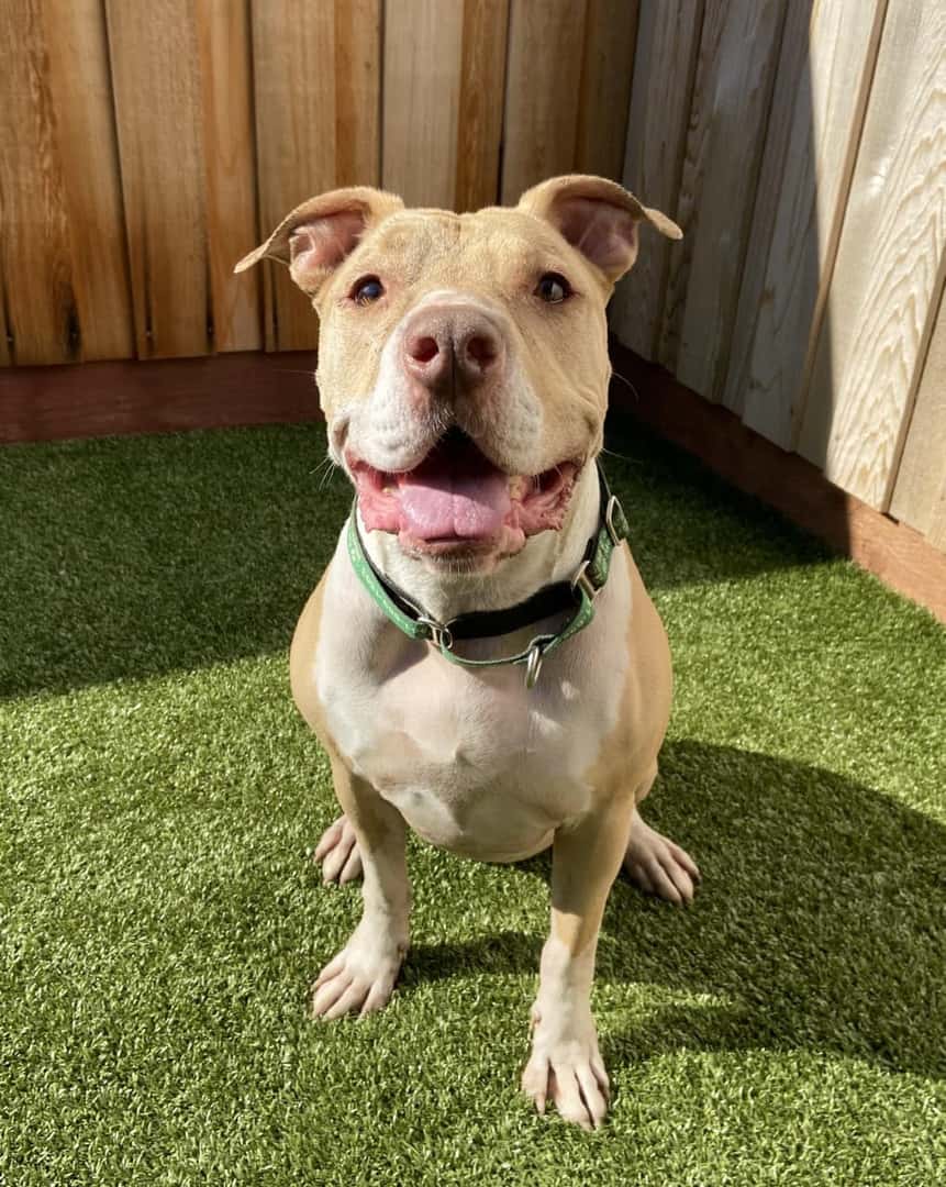 Greenhill Humane Society Pet of the Month | Kendall Auto Oregon