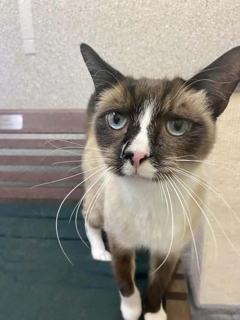 Gorgeous, Blue-Eyed Buddy Ready For A Home | Kendall Auto Oregon