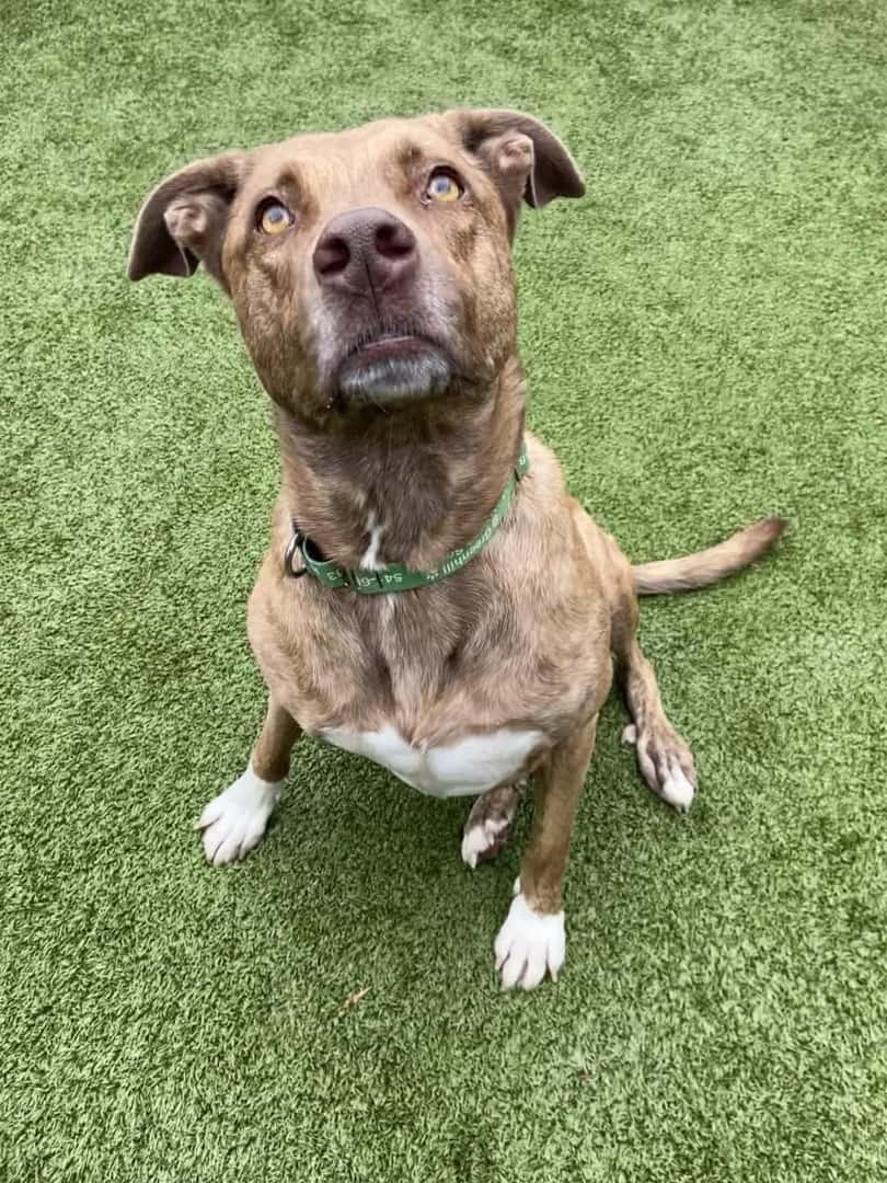 Spunky, Affectionate Gal Gia is ready to find Love | Kendall Auto Oregon