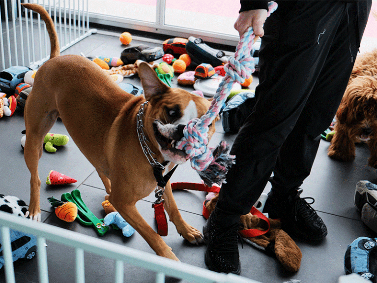 2024 Subaru Loves Pets Events | Walser Automotive Group