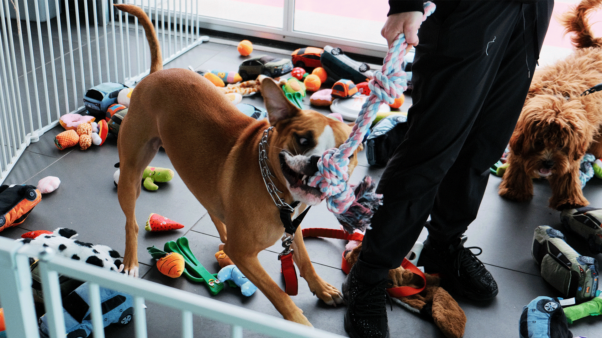 2024 Subaru Loves Pets Events | Walser Automotive Group